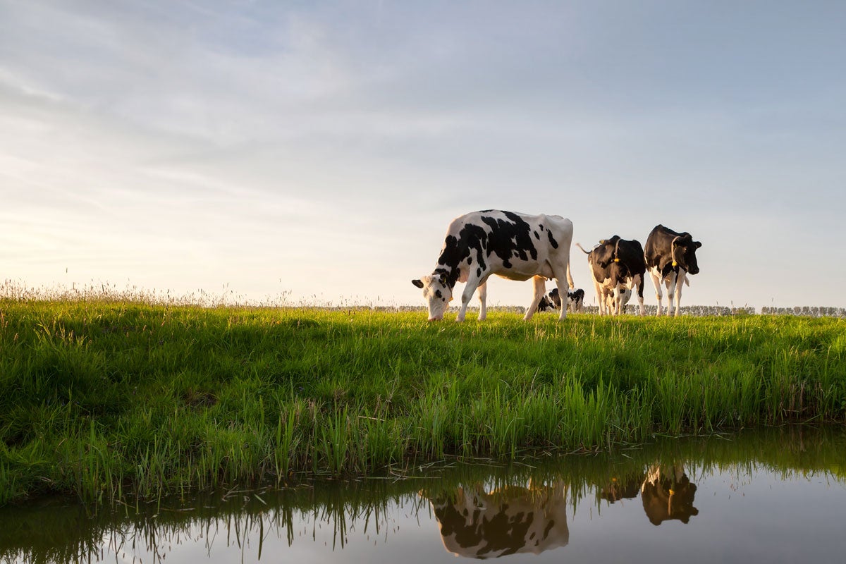 Dairy methane disclosure: A guide for publicly disclosing dairy methane ...