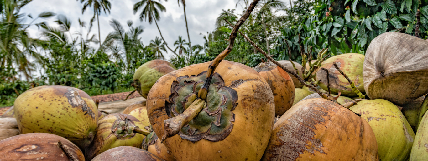 How an Indonesian coconut plantation inspired Mars’ “aha moment” on ...