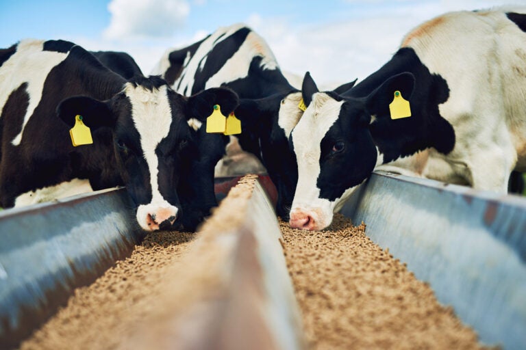 Dairy methane accounting: A guide for disaggregating dairy methane ...