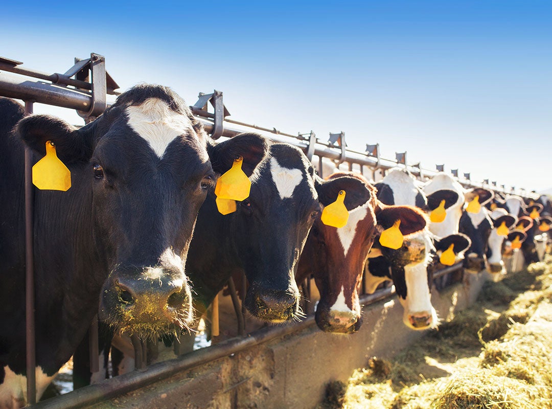 Cultivating climate-smart dairy: A supplier engagement guide to manure ...