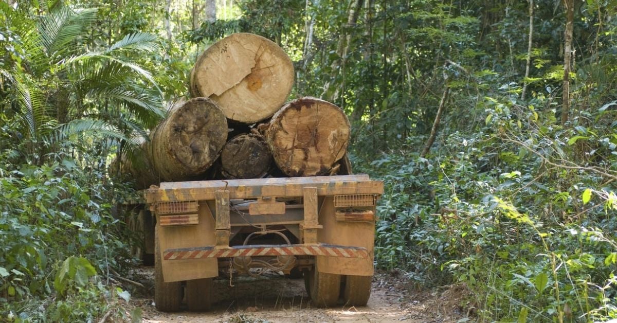Here’s how companies and foundations can prevent tropical deforestation ...