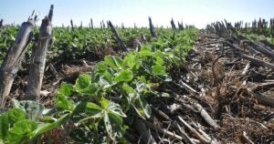Understanding the costs and returns of cover crops: What farmers need ...