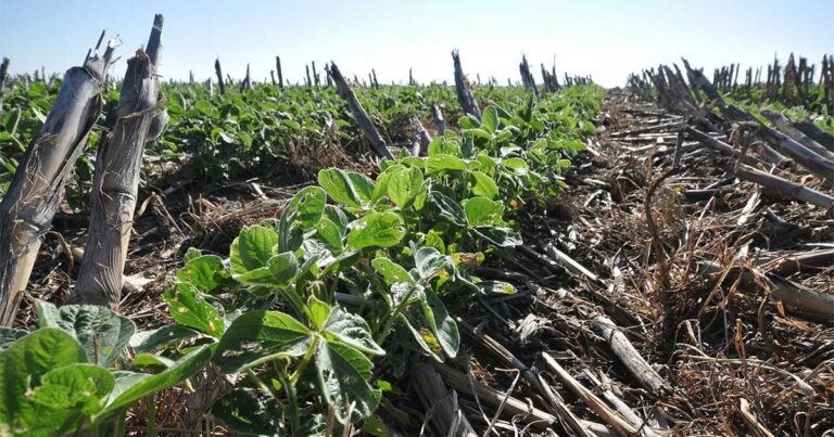 Understanding the costs and returns of cover crops: What farmers need ...