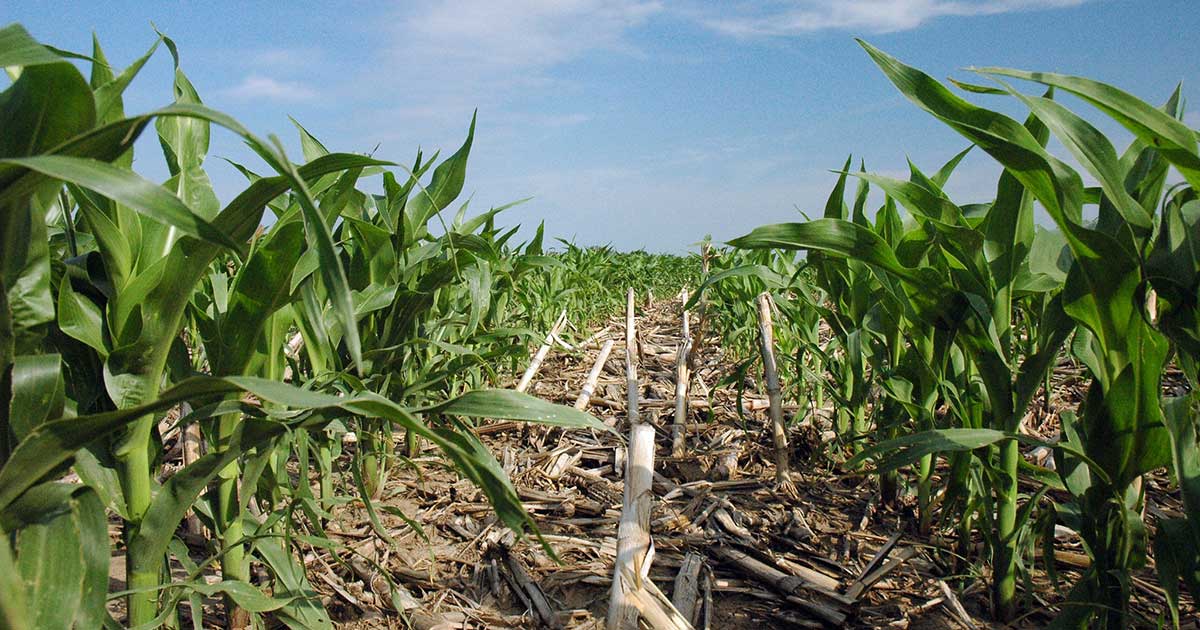 Financial impacts of cover crops in Minnesota and the Upper Midwest ...